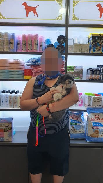 울산 2021 0146 시츄 믹스 똘만이 책임분양 고양이보호소 유기견보호소 유기묘보호소 비숑프리제책임분양 포메라니안책임분양 말티즈책임분양 말티푸책임분양 푸들책임분양