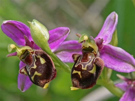 Ophrys Apifera Bee Orchid World Of Flowering Plants