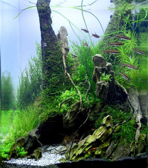 Pin On Aquascaping And Nature Aquarium