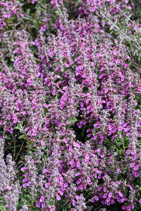 Creeping Germander Teucrium Chamaedrys In Lancaster York Harrisburg