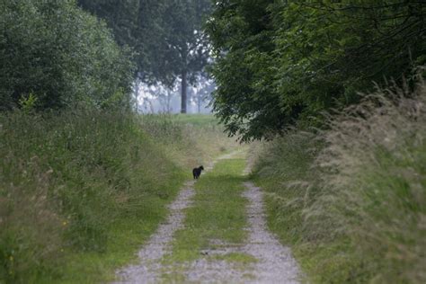 무료 이미지 숲 잔디 집 밖의 선로 도로 꼬리 목초지 흐름 고양이 니콘 수로 네덜란드 솜틀 야외 사진 습지 위그 삼림지 애호가 서식지