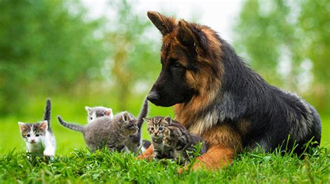 ძაღლები და კატები Agronews Ge