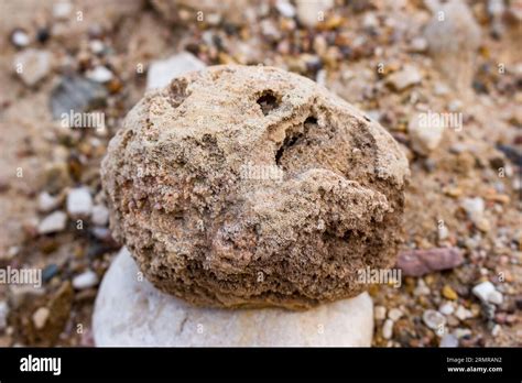 Fossilized Sponge Chaetetes Spherical Shape Replaced By Chalcedony