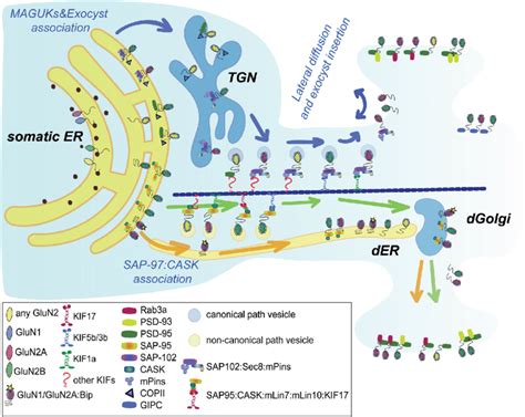 Schematic Diagram Of Nmdar Trafficking From The Endoplasmic Reticulum Download Scientific