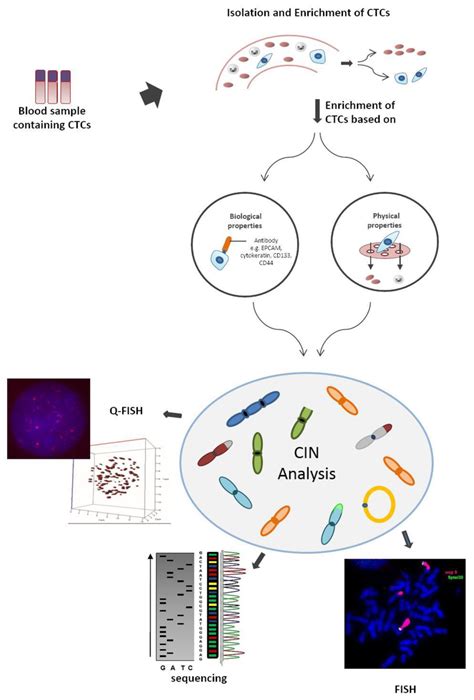 Steps Required To Obtain Circulating Tumor Cells Ctcs For Chromosomal