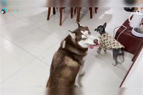 二哈拆了家，看边牧是如何告诉主人的！边牧主人