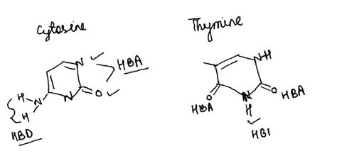 Solved 5 Bromouracil Is An Analog Of Thymine That Normally Pairs With