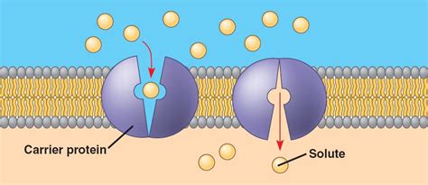 Facilitated Diffusion Carrier Html 07 15facilitateddiffusionb 