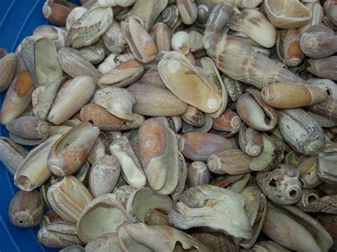 장삼포해변 조개껍데기 너무 예뻐요 안면도 바닷가 별장 매매 바다와모래 안면도가족펜션 바다와모래