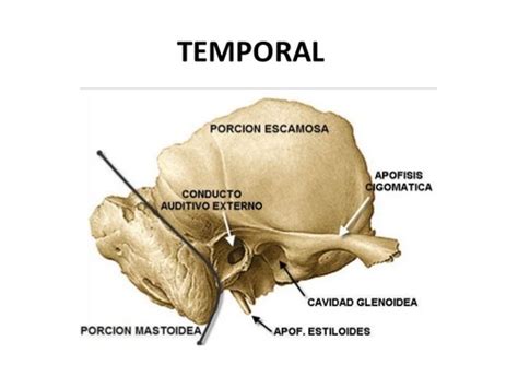 Hueso Temporal Quizlet