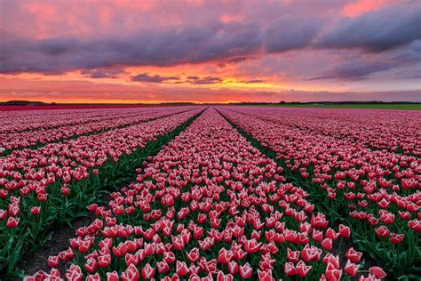 Sunset Over Pink Tulip Fields — Netherlands Hd Wallpaper 2048x1365