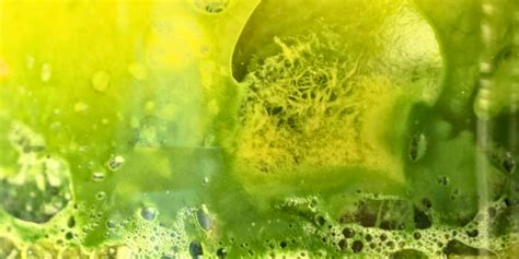 Microalgae A Biotech Powerhouse Bioark