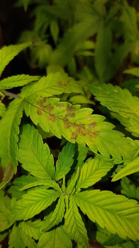 Orange Rust Spots On Leaves Grow Question By Misanthrope GrowDiaries