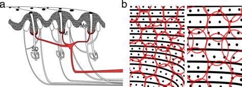 Proposed Receptor Anatomy And Effect Of Finger Size A Schematic