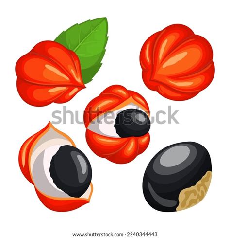 Guaraná Em Pó Over 141 Royalty Free Licensable Stock Illustrations