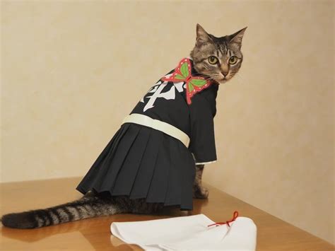 Реакция Клинок Рассекающий Демонов Кошачья одежда Животные Косплей