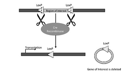 Cre Lox Conditional Knockout