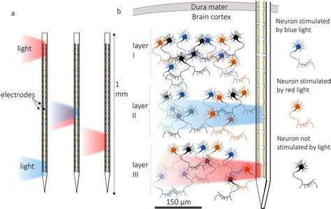 Schematic Illustration Of A The Neural Probe Providing Simultaneous
