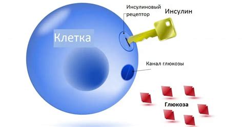 Glucagon And Insulin Functions And Relationship Of Hormones Medicine