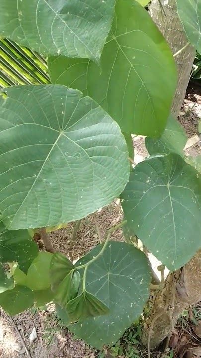 කෙන්ද ගස Youtube