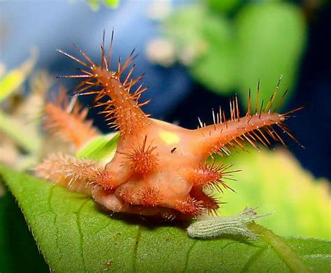 Saddleback Caterpillars Acharia Stimulea Bugguide