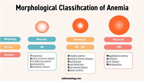 Anemia Types Causes Symptoms Treatment And Diagnosis