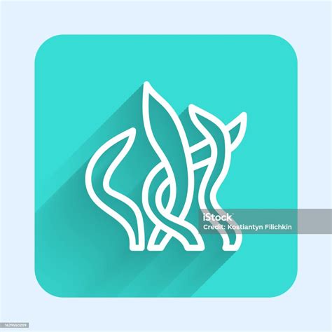 흰색 선 해초 아이콘은 긴 그림자로 분리되어 있습니다 수중 해초 스피루리나 수생 해양 조류 식물 비건 및 채식 음식 녹색 사각형 버튼입니다 벡터 3차원 형태에 대한 스톡