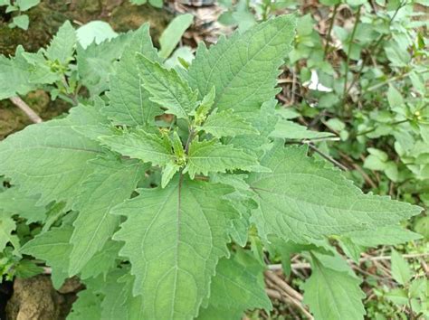路邊常見的1種野草，民間俗稱「風濕草」，好多人不知道它的價值 每日頭條