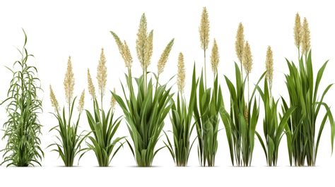 흰색 배경에 잔디 흰색 배경에 고립 된 Arundo Donax 잔디의 3d 일러스트 고화질 사진 사진 배경 일러스트 및 사진