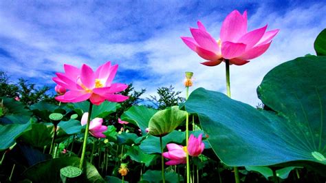 Tổng Hợp 88 Về Hình Nền Hoa Sen 4k Vn