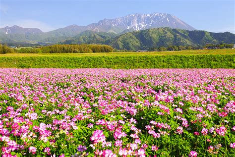 大山北壁とレンゲ畑 鳥取大山観光ガイド