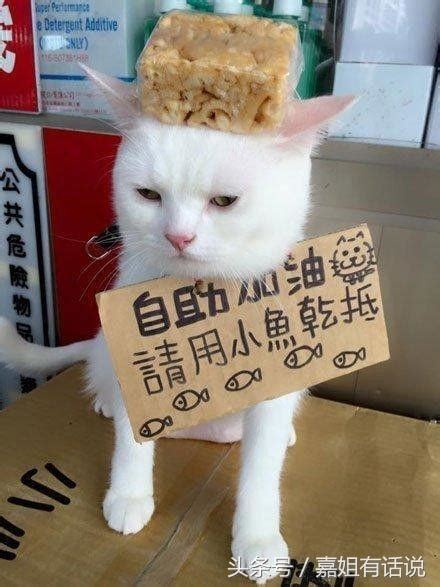 鏟屎官沒錢買小魚乾貓咪淪落加油站打工掙錢 網友加油站在哪 每日頭條