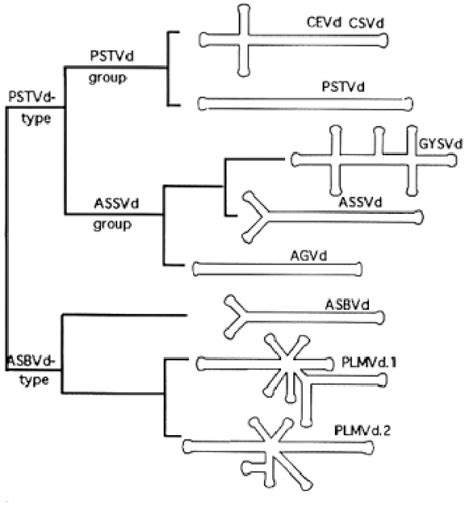 5 Schematic Representation Of The Predicted Secondary Structure Download Scientific Diagram
