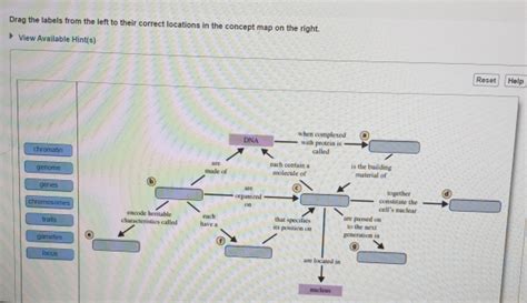 Solved Drag The Labels From The Left To Their Correct Locations In The Concept Map On The Right