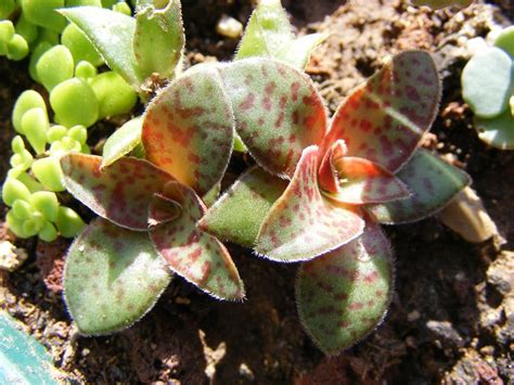 Crassula Alba Succulents Cactus And Succulents Air Plants