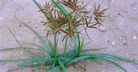 Health Benefits Of Nut Grass Value Foodvalue Food