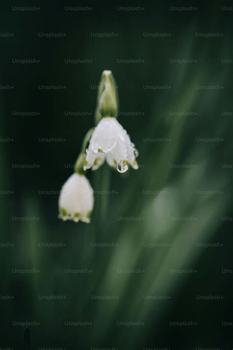 배경이 흐릿한 꽃의 클로즈업 사진 Unsplash의 자연의 이미지