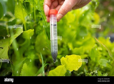 Female Scientist Studying Agricultural Research Woman Farmer Breeding Grass And Plants In A Lab