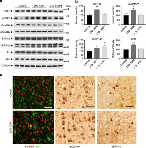 Increased Neuronal Synchronization Is Associated With Increased