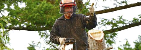 Step By Step Ways To Trim A Palm Trees Efficiently Trim A Palm Trees Adelaide