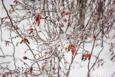 Russia Winter Cold - Free photo on Pixabay - Pixabay