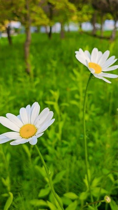 하나님아버지의마음 조수아 김정석 Youtube