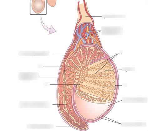 Lab Exam 4 Male Repro Diagram Quizlet