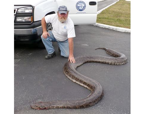 Biologist With Invasive Python Project Upland