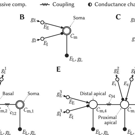 ‘ball And Stick Illustration Of Multi Compartment Lif Neurons Large