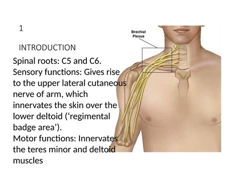 Axillary 3axillary Nerve Axillary Nerve Pptx