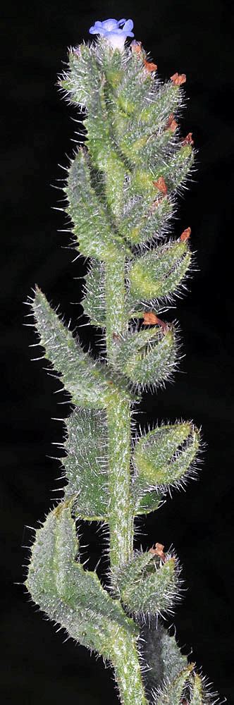 Genus Anchusa Bugloss Go Botany