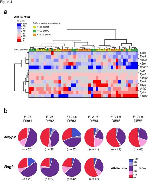 Allelic Imbalance Generates Cellular Diversity A Hierarchical