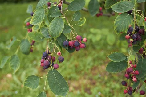 Berry Fruit Tree Identification At Abigail Schardt Blog