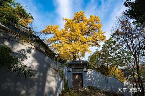 这五棵秋树代表了无锡五个赏秋的宝藏景点让摄影师带你入画 知乎
